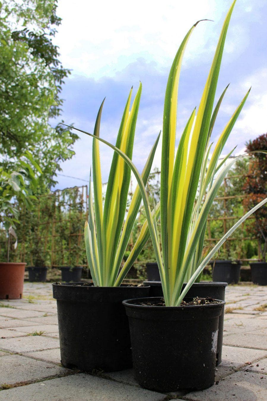 Iris variegata - FOJA - Landscaping