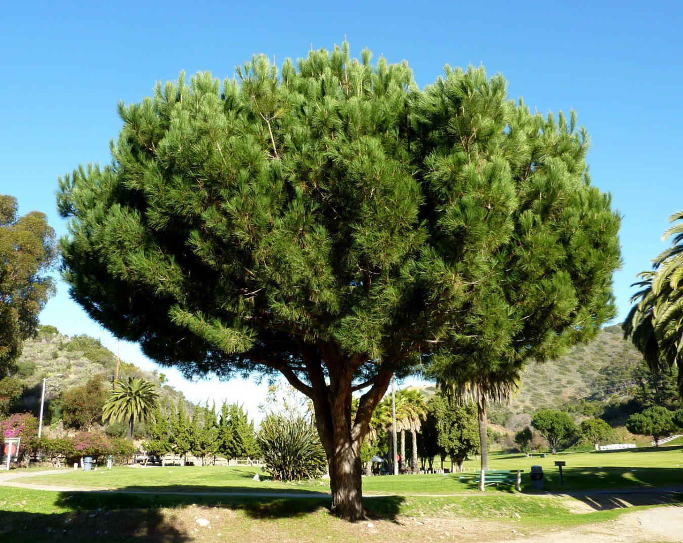 Pinus pinea - FOJA - Landscaping