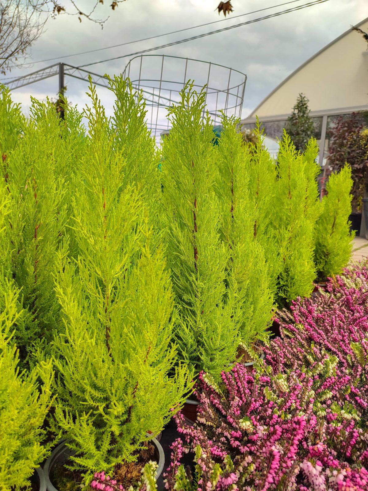 Cupressus macrocarpa 'Goldcrest' - FOJA - Landscaping