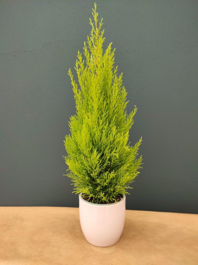 Cupressus macrocarpa 'Goldcrest' - FOJA - Landscaping