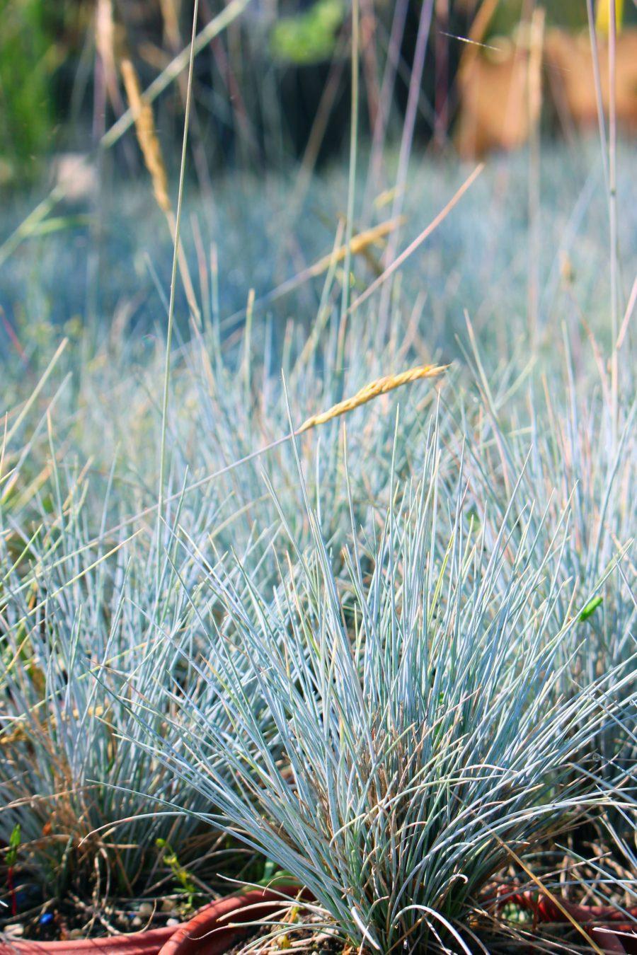 Festuca azurit - FOJA - Landscaping