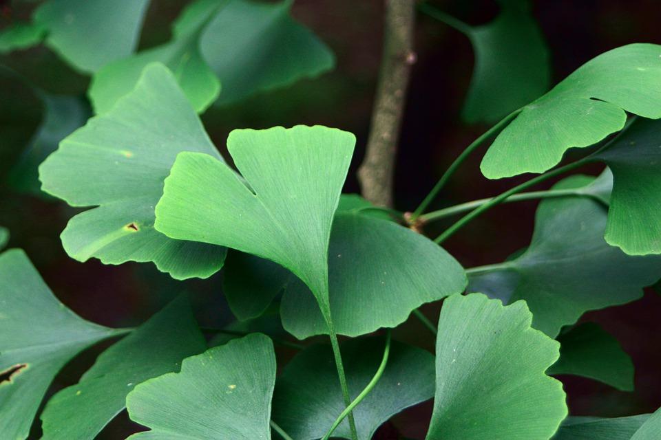 Ginko biloba - FOJA - Landscaping