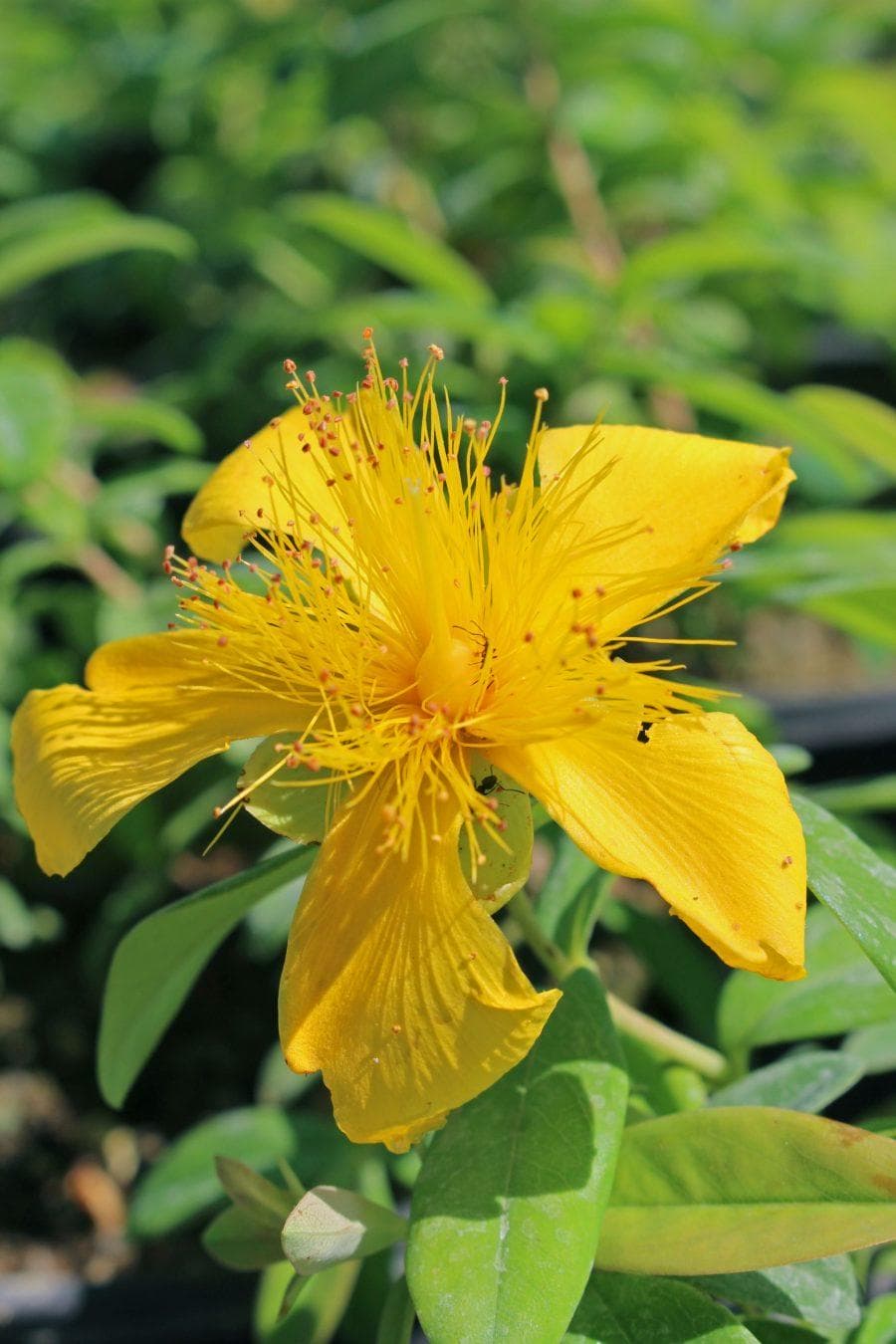 Hypericum calycinum - FOJA - Landscaping