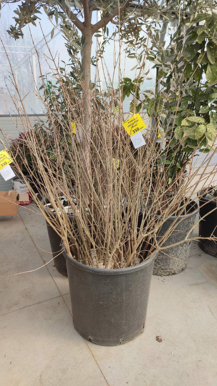 Punica Granatum Hicaz - Калинка - FOJA - Landscaping