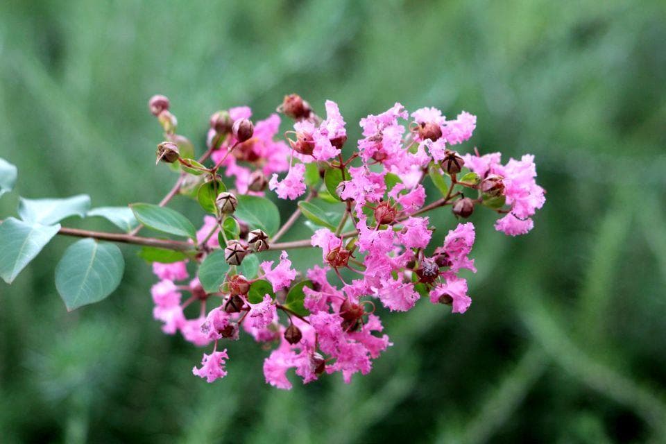 Lagerstroemia repens - FOJA - Landscaping