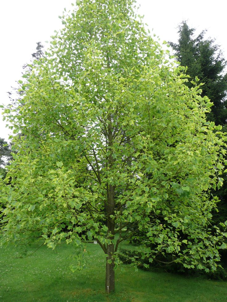 Liriodendron tulipifera - FOJA - Landscaping