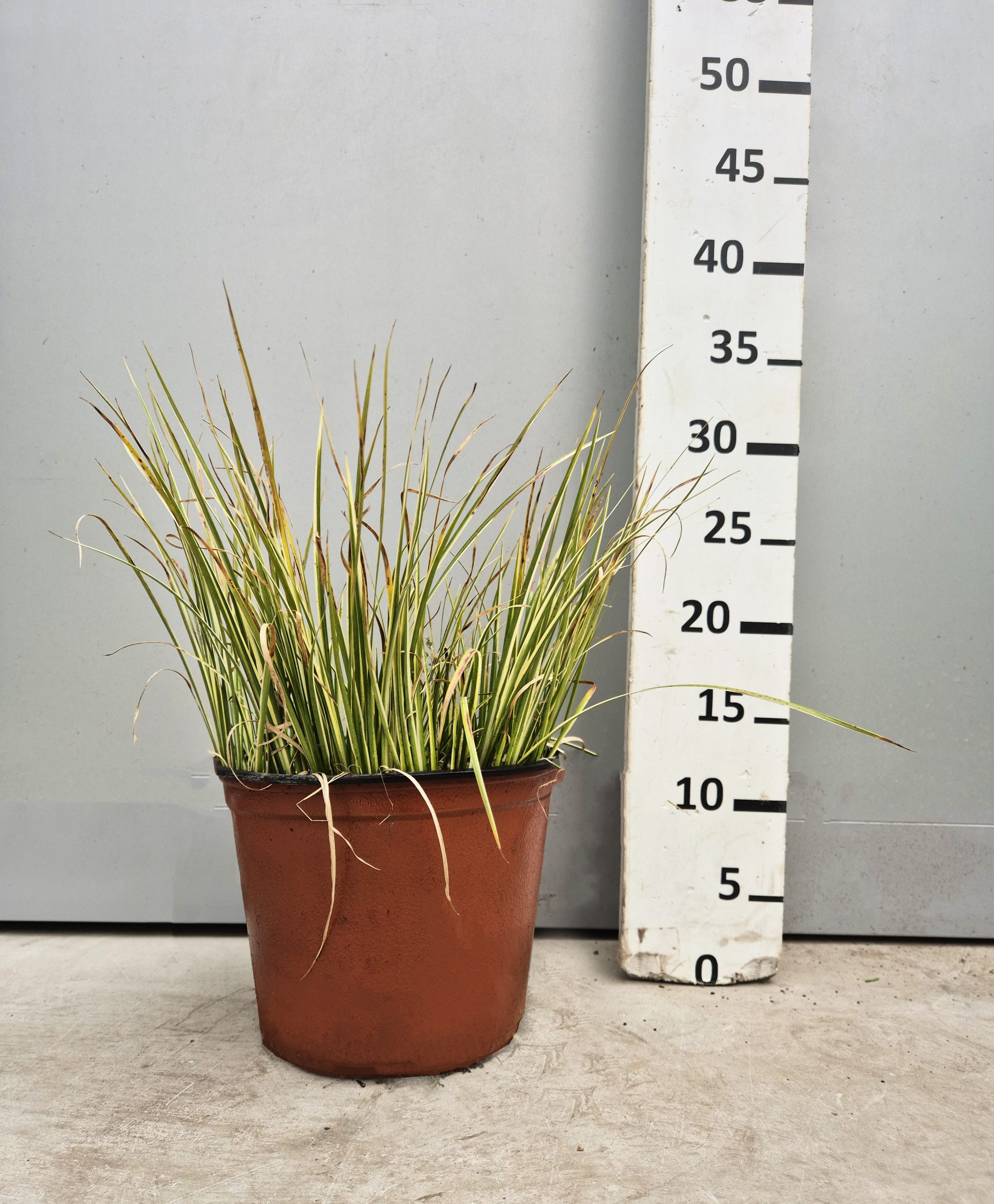 Acorus Calamus - FOJA - Landscaping