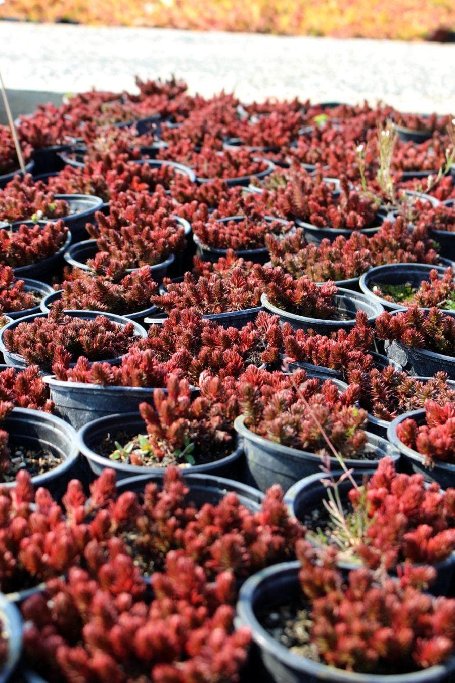 Sedum hakonense ‘Chocolate Ball’ - FOJA - Landscaping