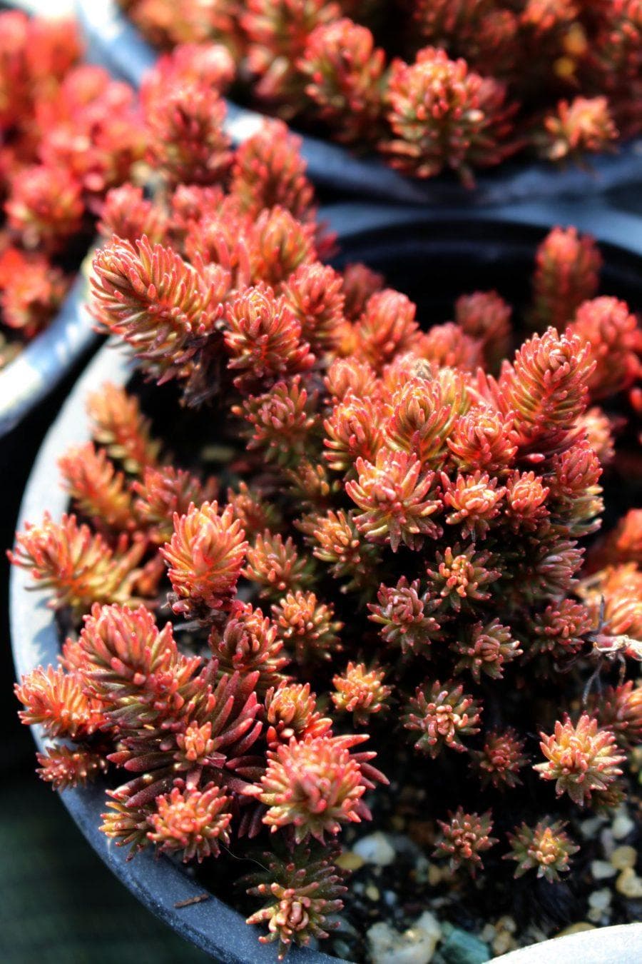 Sedum hakonense ‘Chocolate Ball’ - FOJA - Landscaping