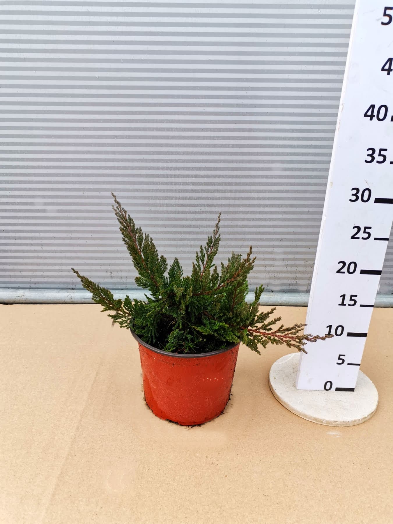 Juniperus horizontalis 'Blue Chip' - FOJA - Landscaping