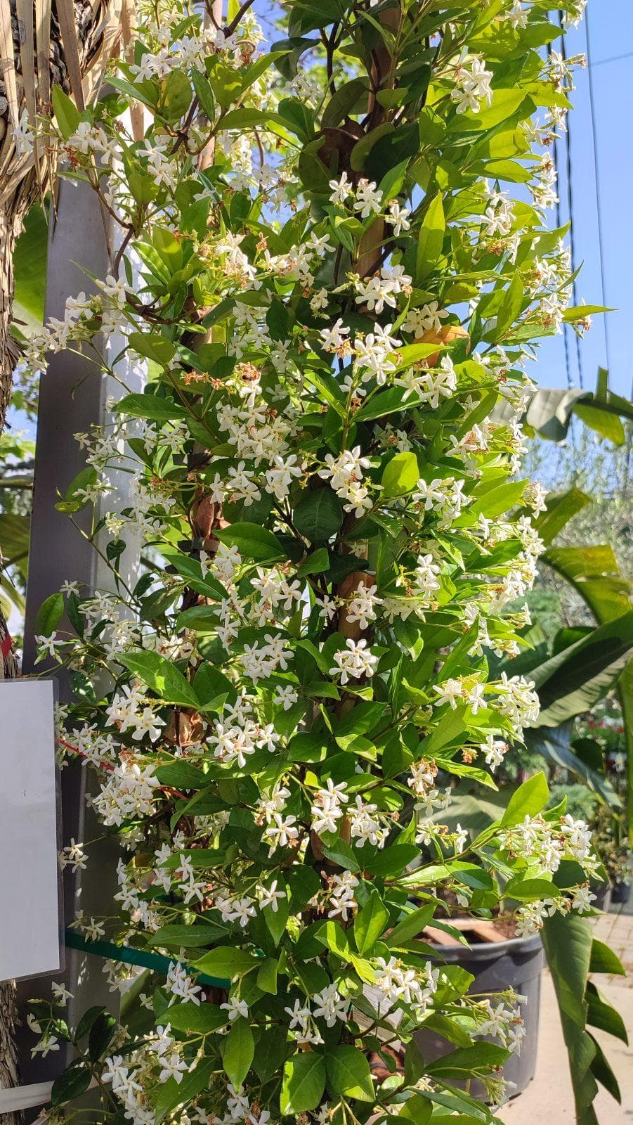 Rhyncospermum jasminoides - Јасмин - FOJA - Landscaping