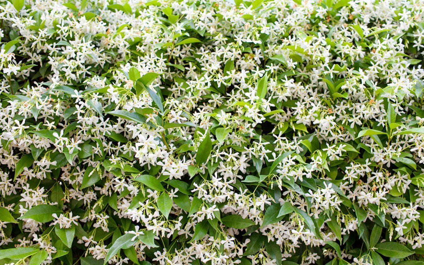 Rhyncospermum jasminoides - Јасмин - FOJA - Landscaping
