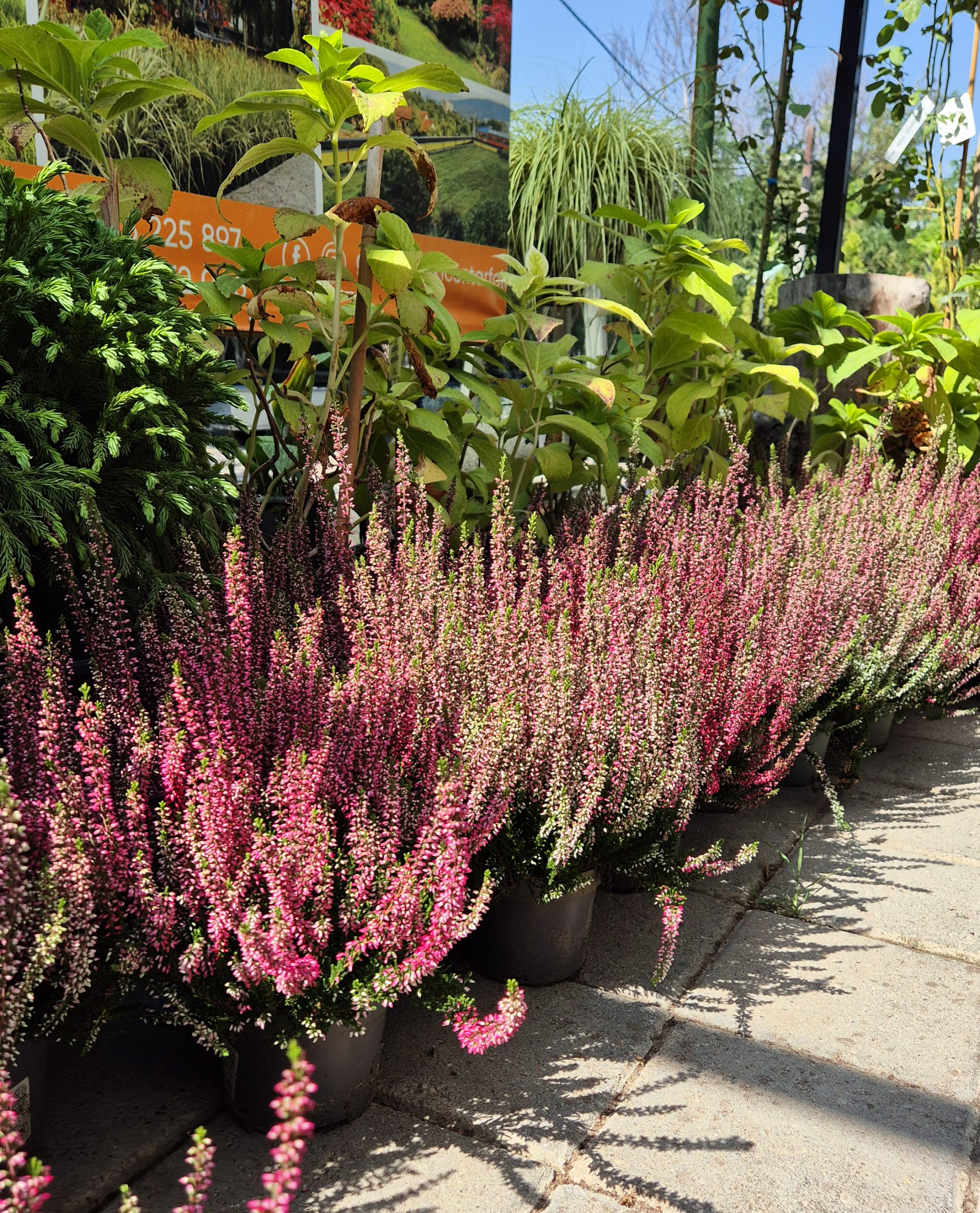 Calluna - FOJA - Landscaping