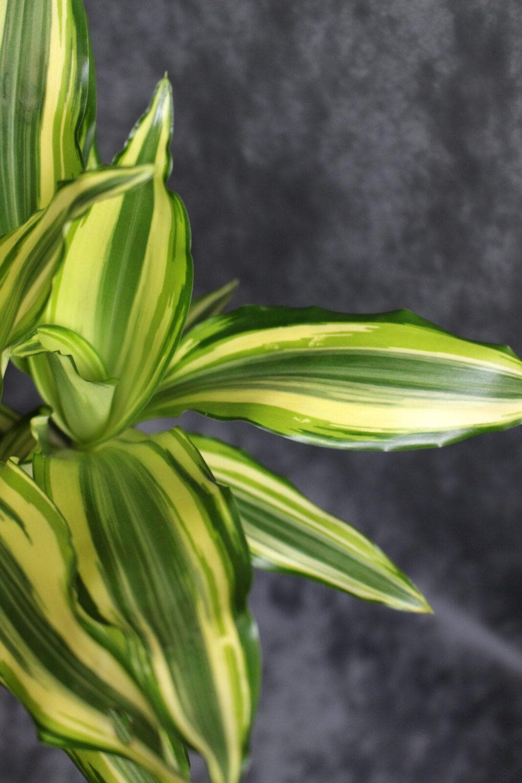 Dracaena Fragrans 'Yellow Coast' - FOJA - Landscaping