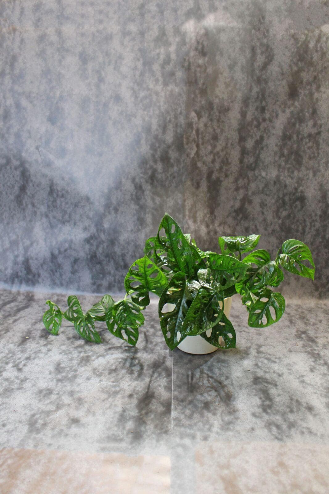 Monstera adansonii - FOJA - Landscaping