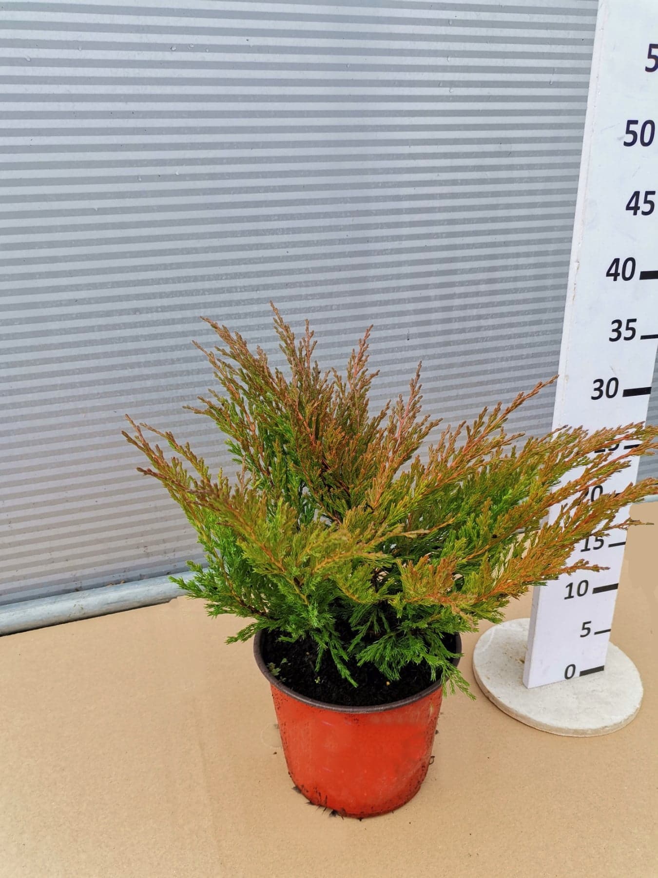 Juniperus horizontalis 'Andora Compacta' - FOJA - Landscaping