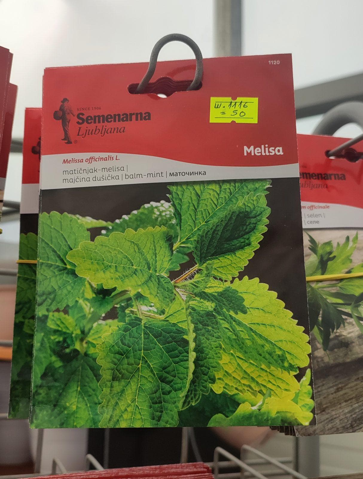 Melissa officinalis - Маточина - FOJA - Landscaping