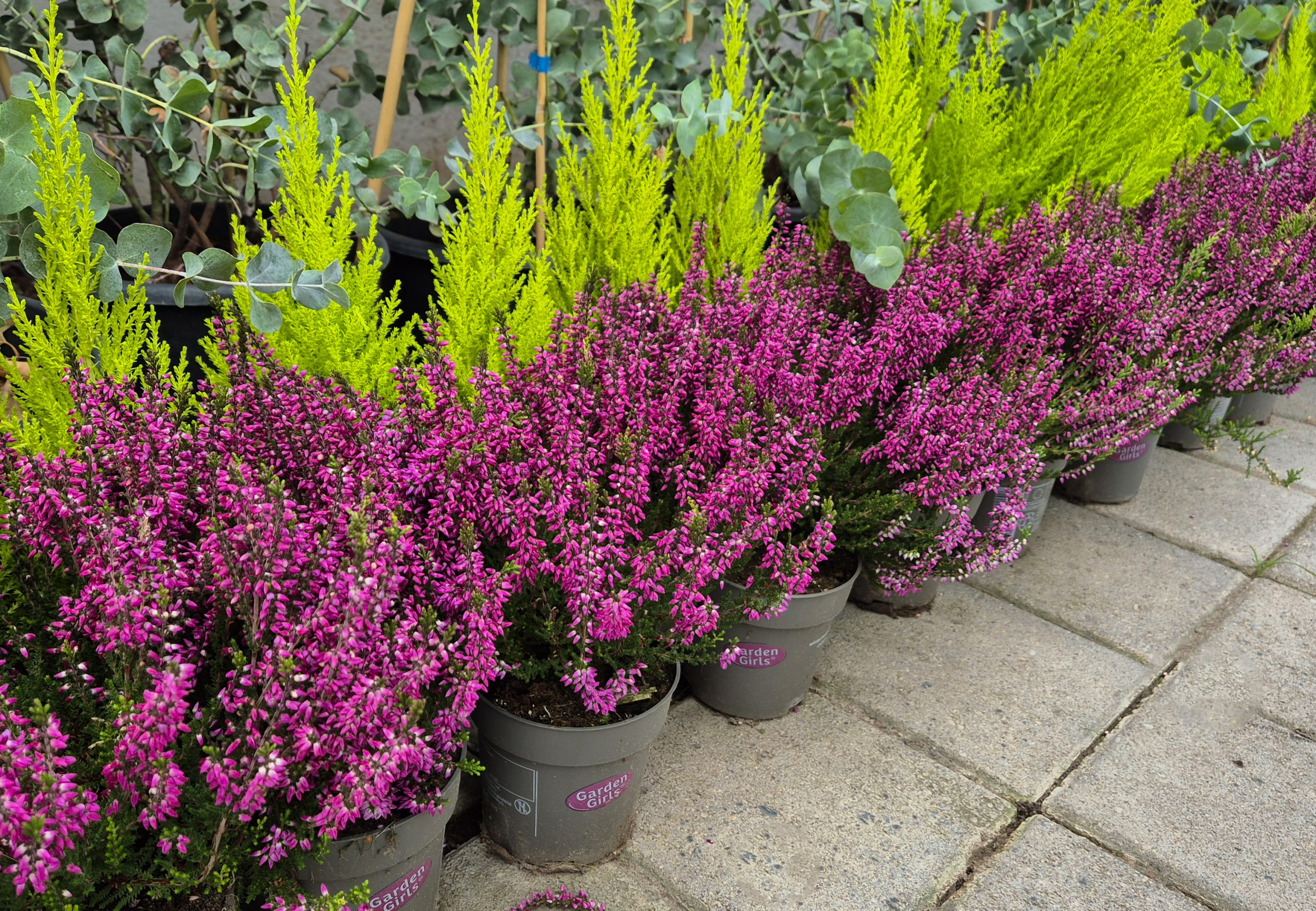 Erica carnea - Ерика - FOJA - Landscaping