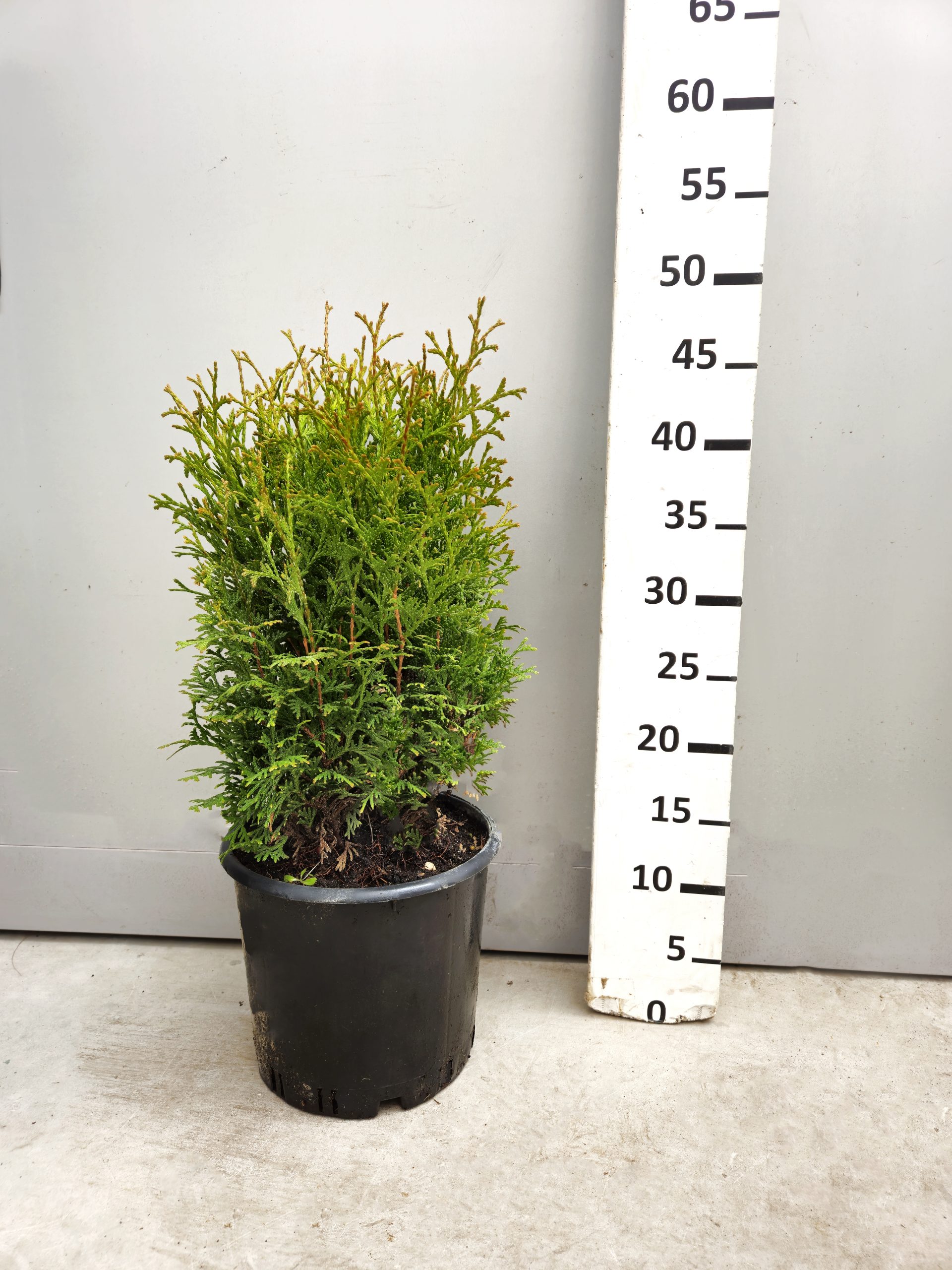 Thuja occidentalis 'Tiny Tim' - FOJA - Landscaping