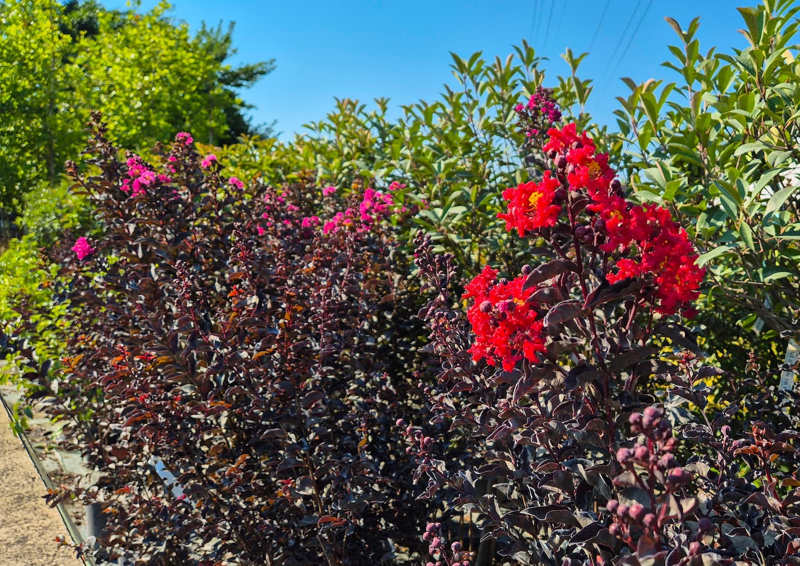Lagerstroemia indica 'Black Diamond'- Индиски Јоргован - FOJA - Landscaping