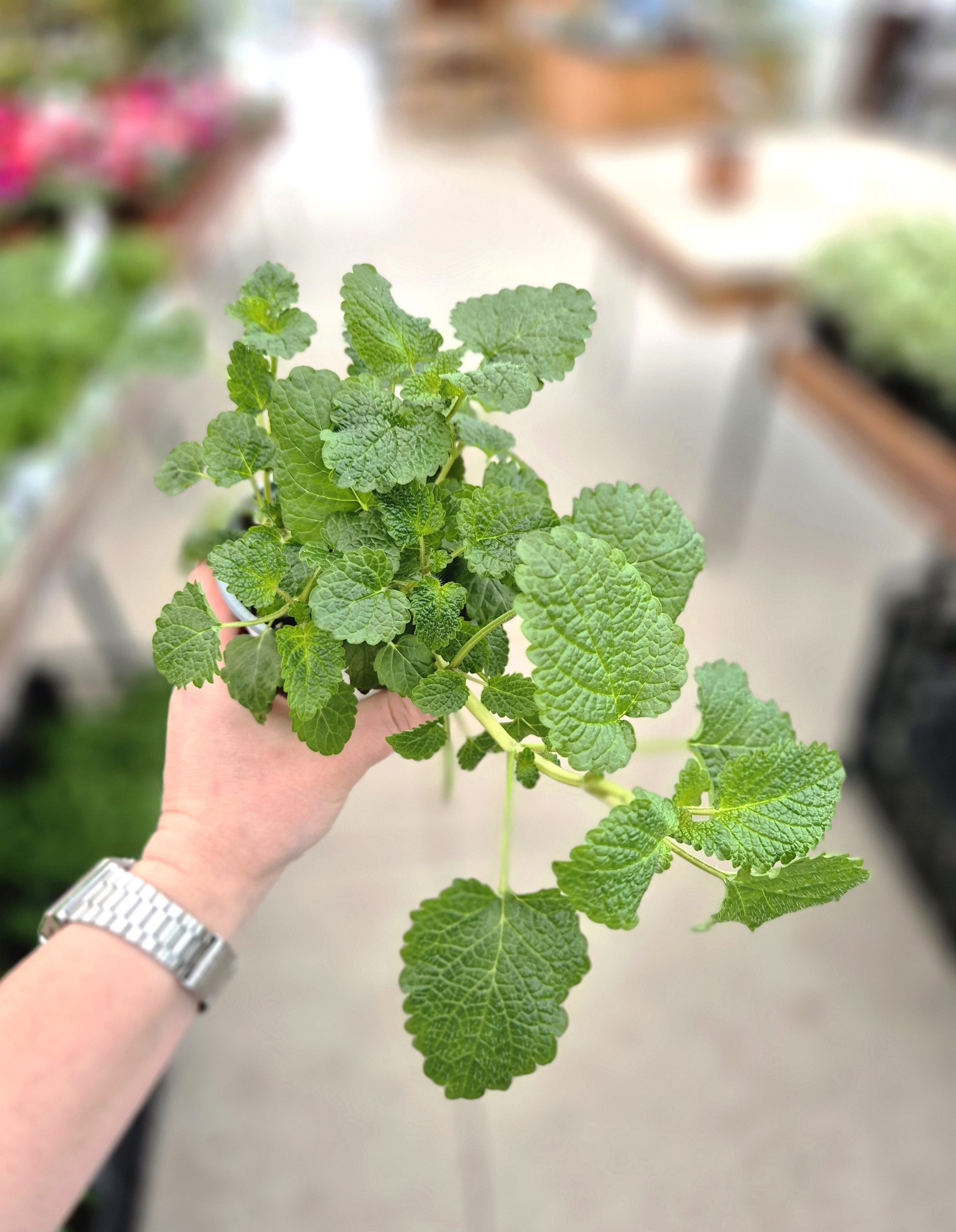 Mellisa officinalis - Маточина - FOJA - Landscaping
