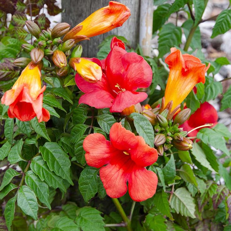 Bignonia campsis - Бигнонија - FOJA - Landscaping